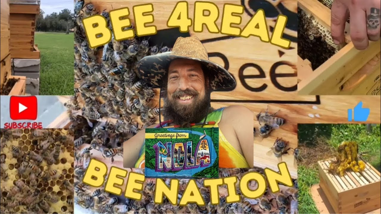 NOLABirdin' Presents Bee Rescue Mission: Saving Bees from a Friend’s ...