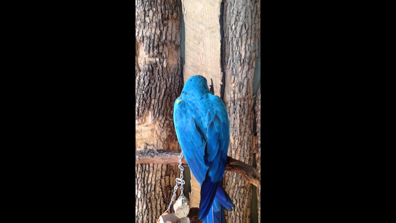 Parrot waving middle finger - YouTube