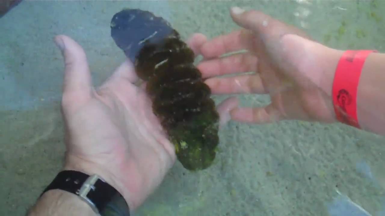 "Donkey Dung" Sea Cucumbers - YouTube