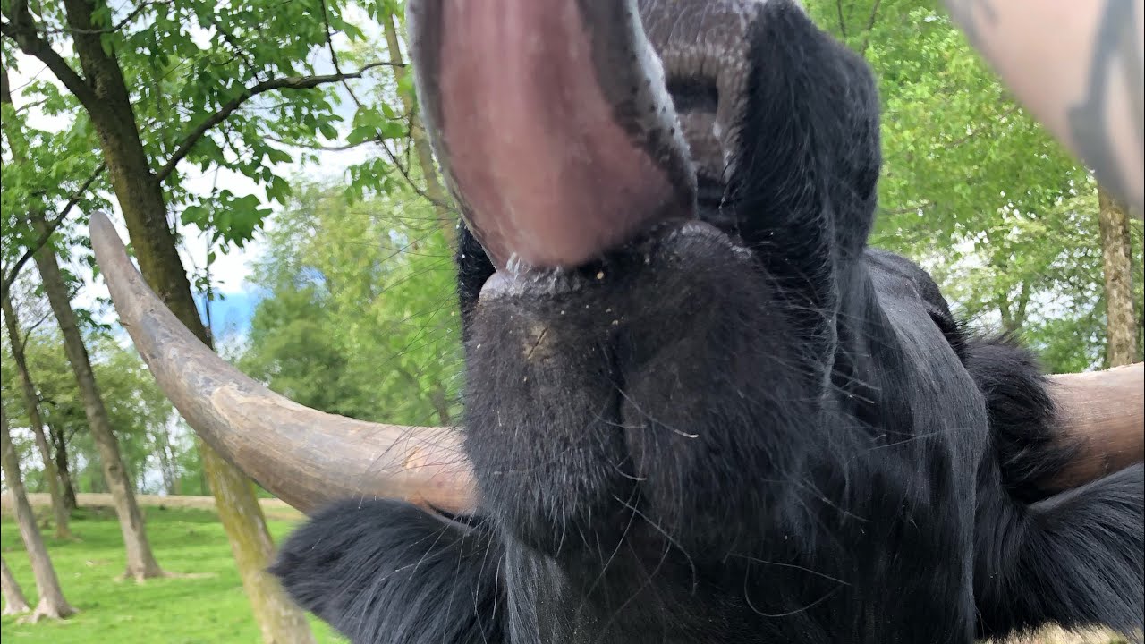 Petting zoo fun: Bison , bulls, and giraffes, Oh my! - YouTube