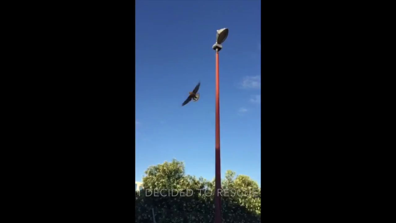 INTENSE Kitten Rescued From Hawk Attack! - YouTube