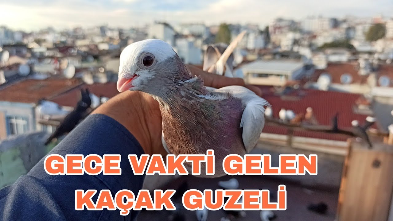 GECE VAKTİ GELEN KAÇAK GÜZELİ BASKA HAYRAN VERİCİ - YouTube