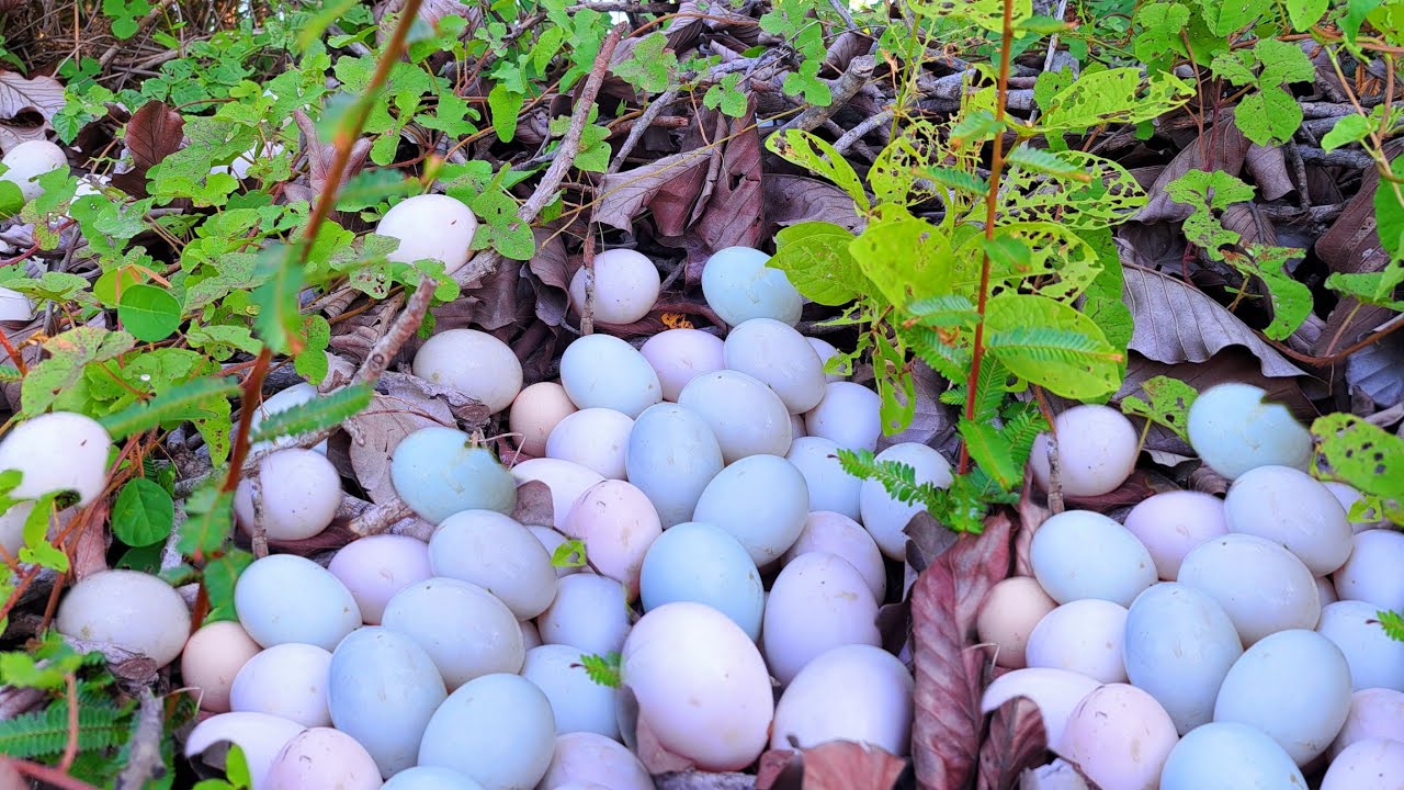 OMG-pick a lot of eggs on the grass near the edge of the forest,hand ...
