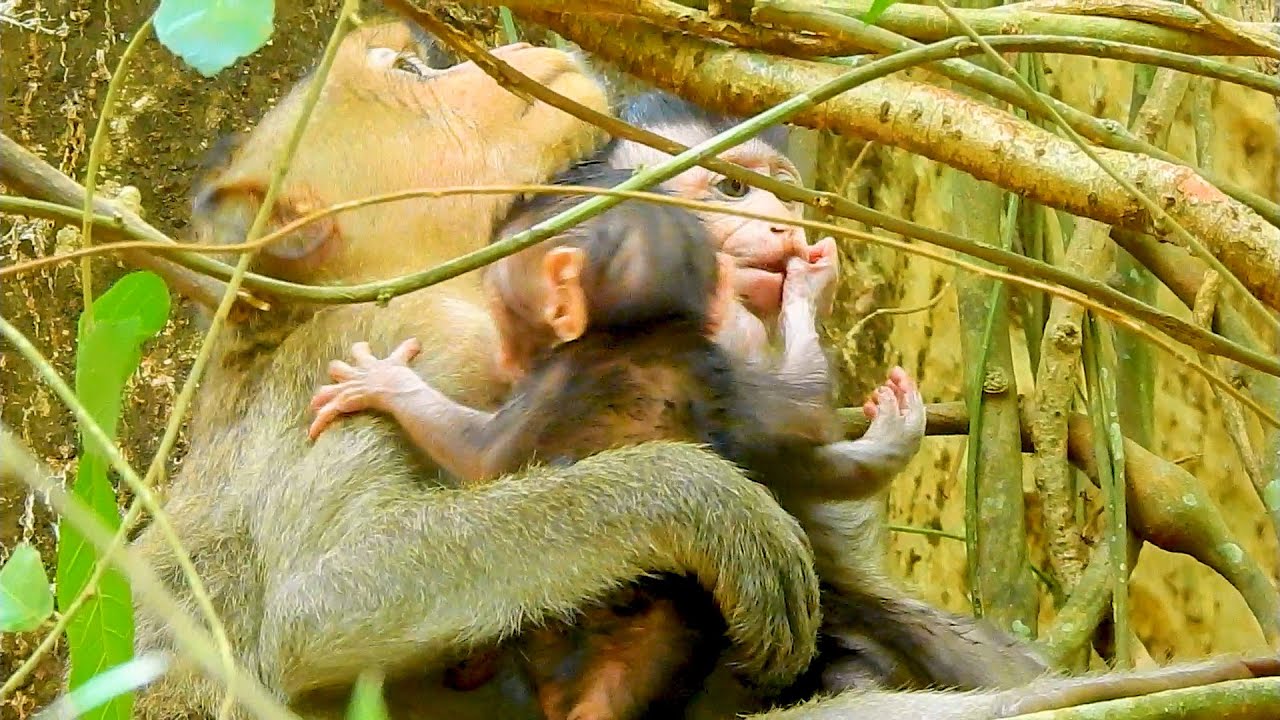 Tiny Newborn Monkey Jealous With Big Baby Monkey Hugs Her Mother and Little Mom Hugs Two Babies ...