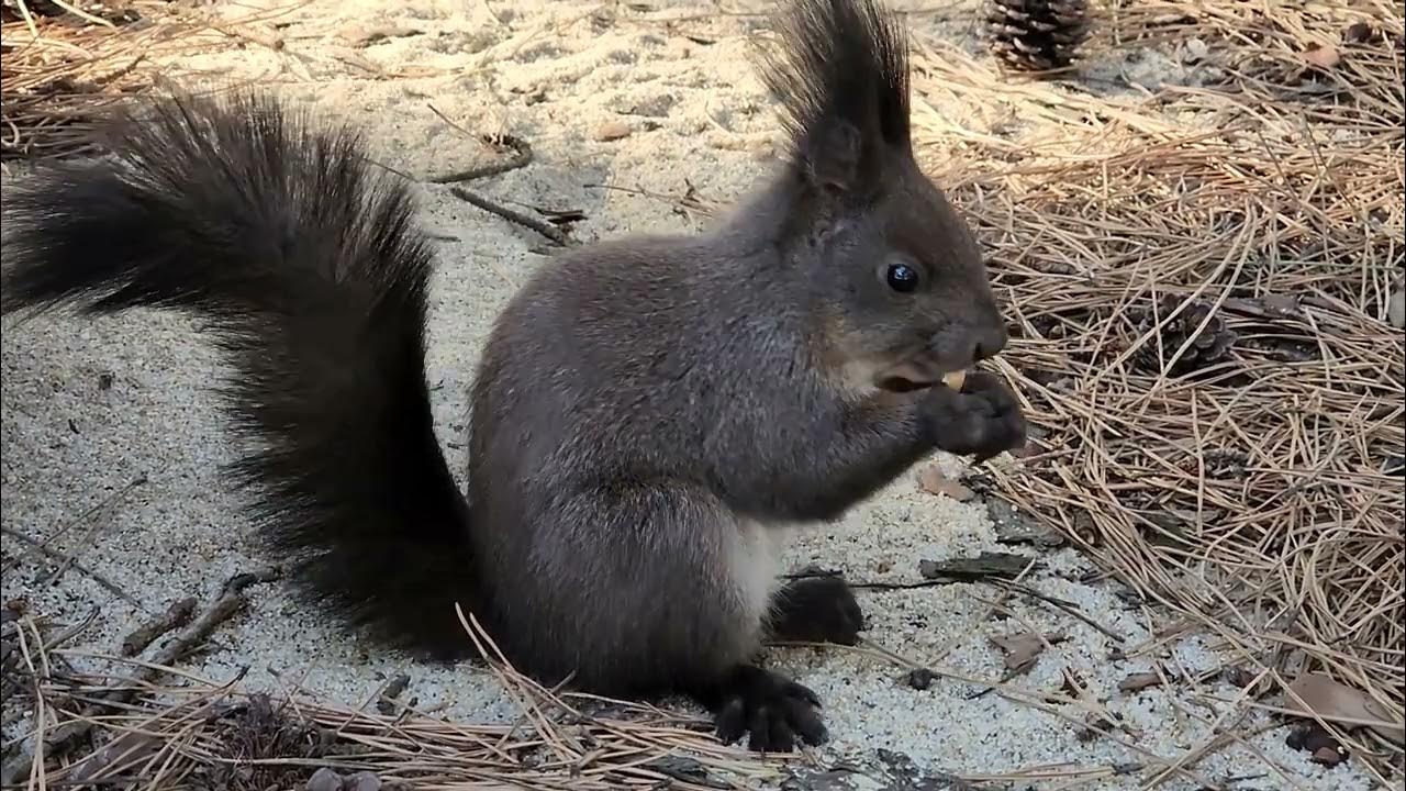 청설모 다람쥐 - YouTube