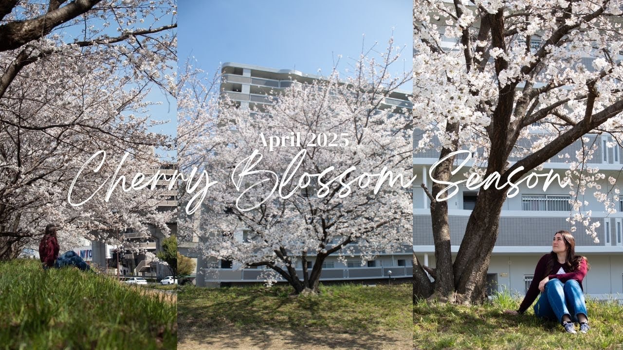 Cherry Blossom Season 2025 🌸 (A random lady played the flute for me ...