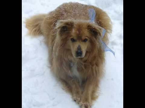 Navar and Lori's dog Makwa and Addison disease - YouTube