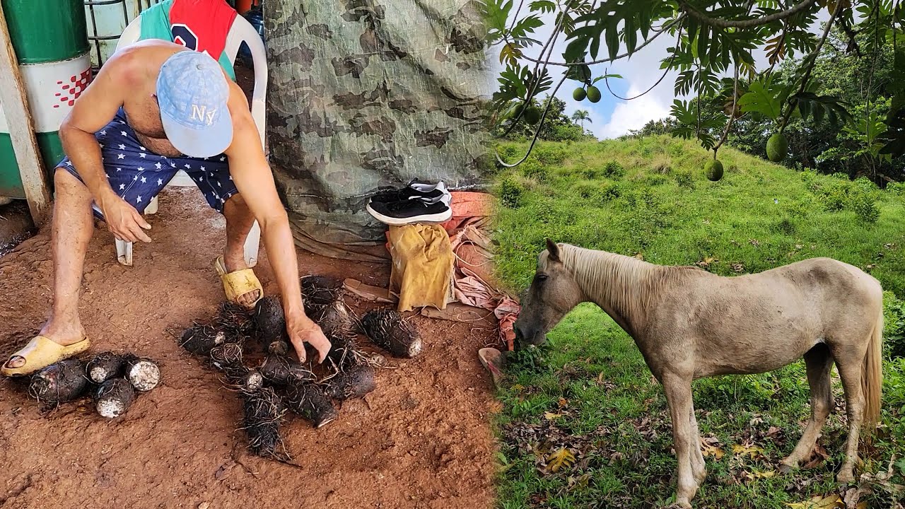 Vamos el conuco de Canelo a sacar pipiota, La vida del campo - YouTube