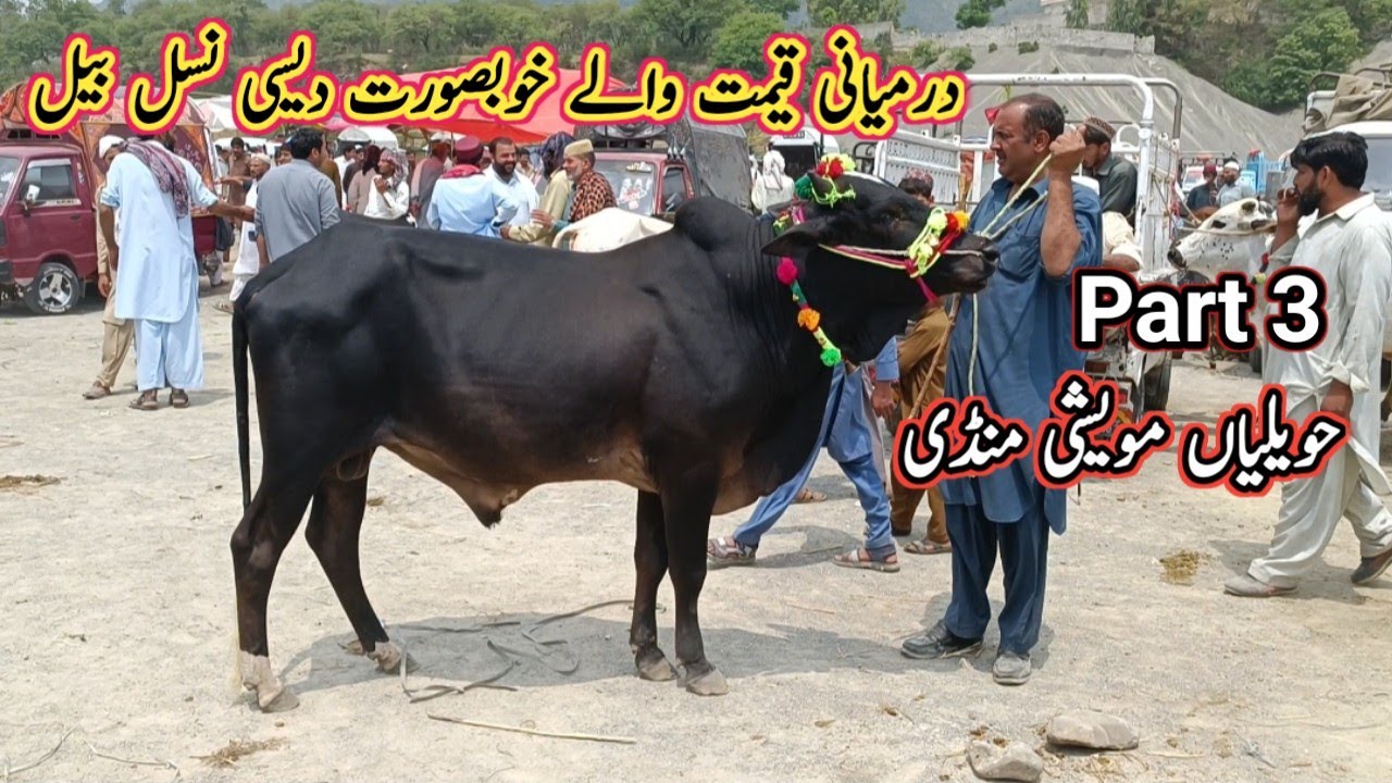 Beautiful Desi Breed Pakistani Bulls For Qurbani Prices On Havelian ...