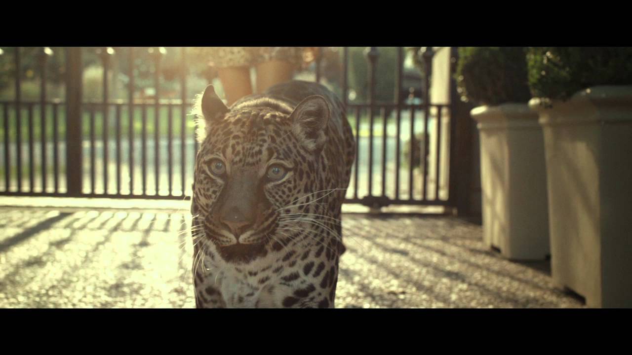 MW Magnum Animals 2m10s - YouTube