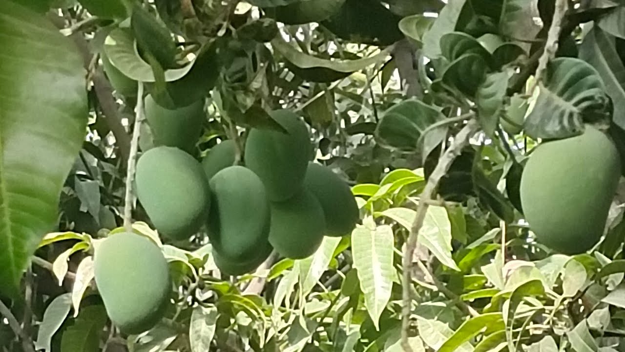 Very small raw mangos bird sounds amazing - YouTube
