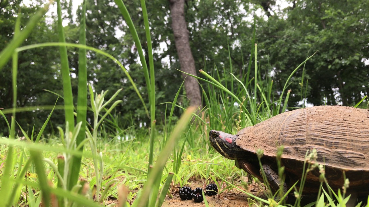 Norbit the Turtle - YouTube