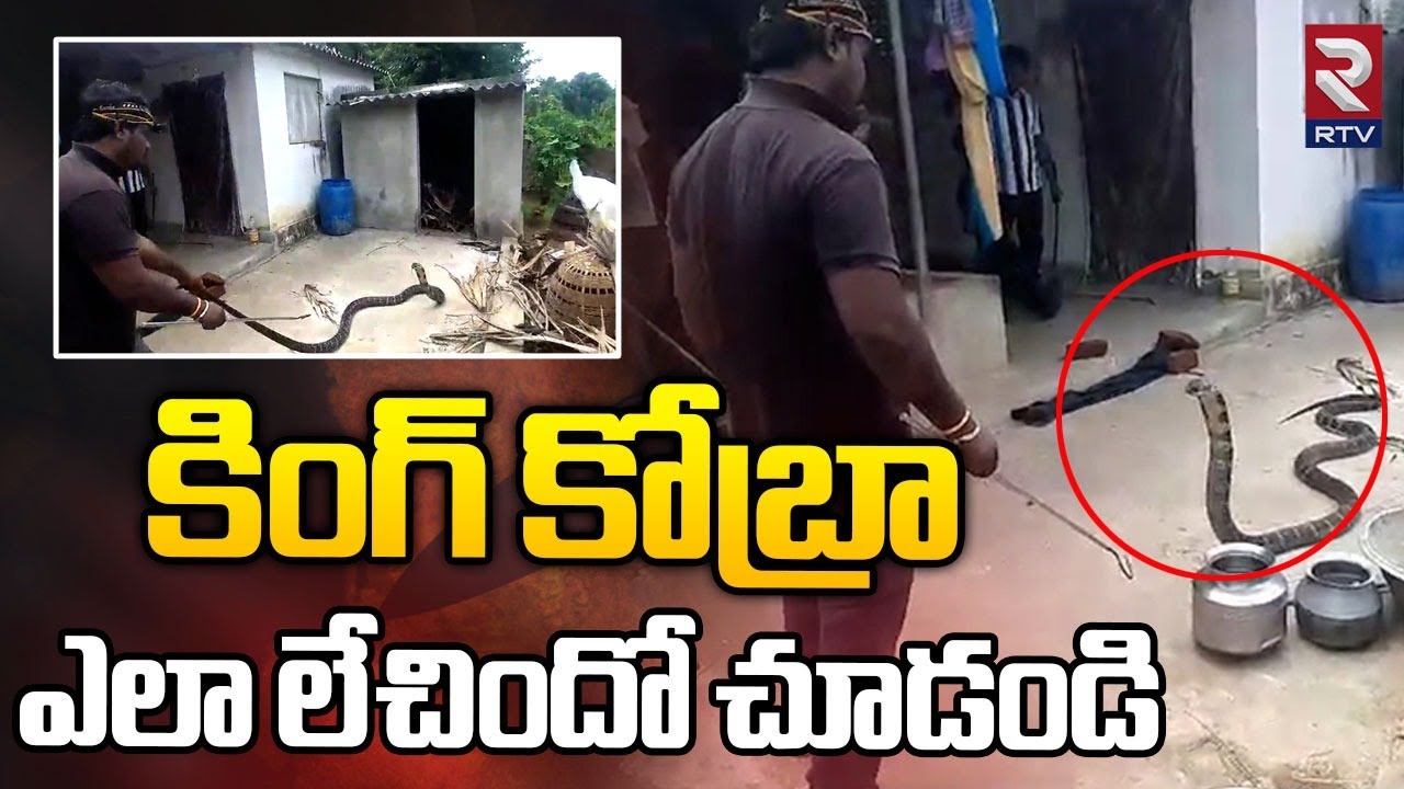 King Cobra in Anakapalli district | కింగ్ కోబ్రా ఎలా లేచిందో చూడండి ...