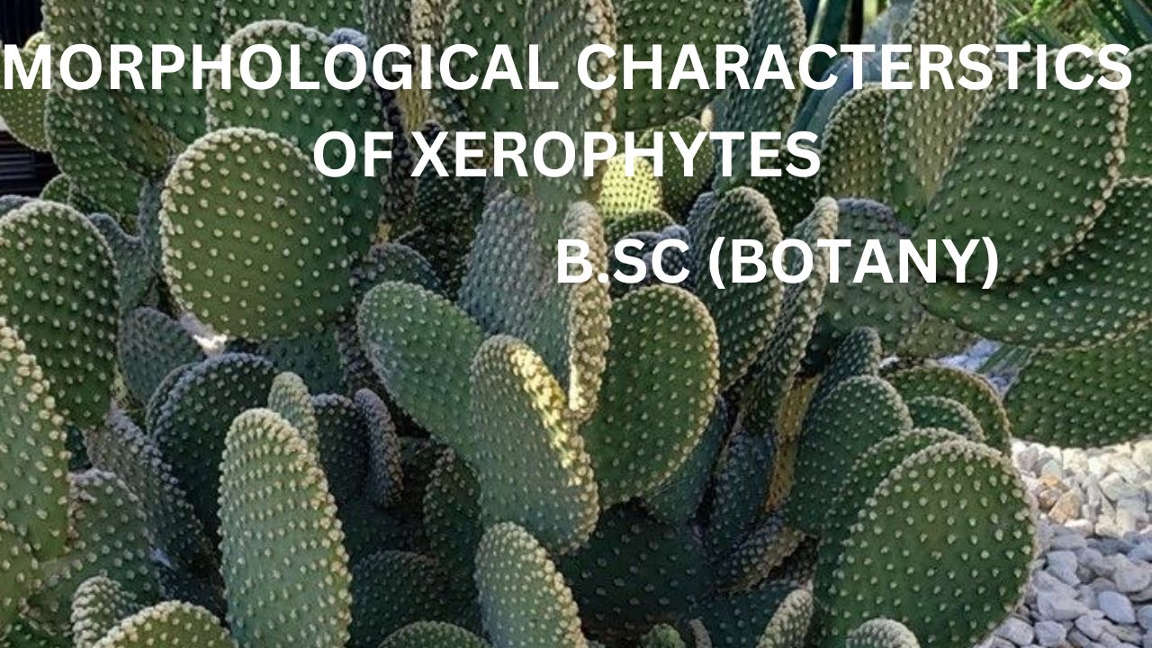 MORPHOLOGICAL CHARACTERSTICS OF XEROPHYTES (BOTANY) B.SC - YouTube