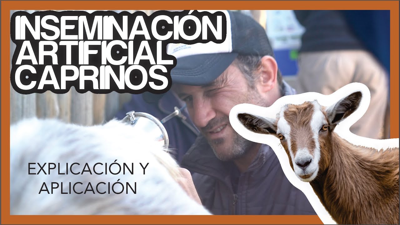 🐐 Inseminación Artificial Caprinos - YouTube