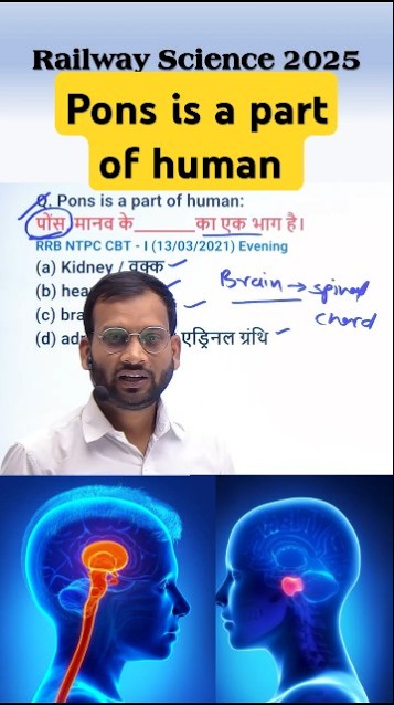 Pons is a part of which human organ? What part of the human is the pons ...