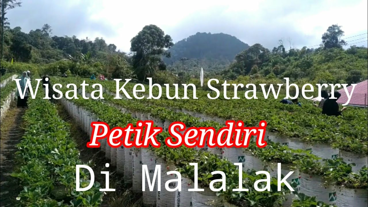 Wisata Kebun Strawberry, di Kec, Malalak Timur, Kab, Agam, Sumatera ...
