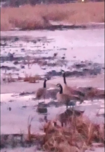 Geese on the Ground to Geese Flying Above: This is OUR Muddy, Icy Marsh ...