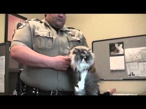 Arrest Made in Animal Abuse Case - YouTube