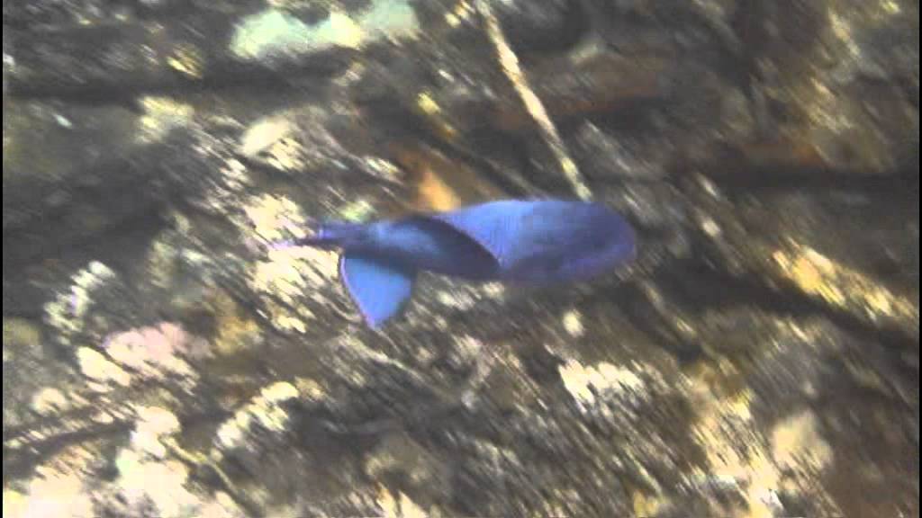 Fish Of The Red Sea( Trigger Fish).mpg - YouTube