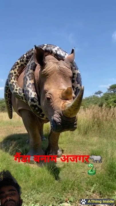 rhinoceros vs python #shorts #viral #india @mukeshasthana6988 - YouTube