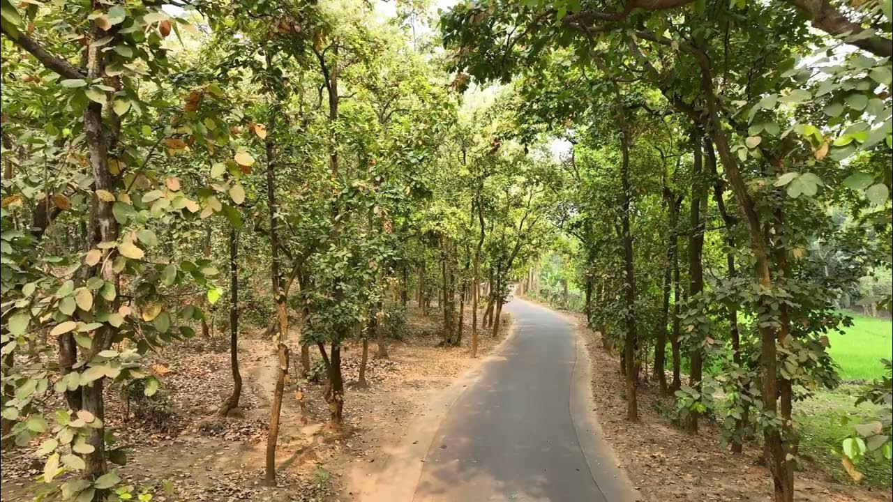 Sal Forest in Gazipur, Bangladesh - YouTube