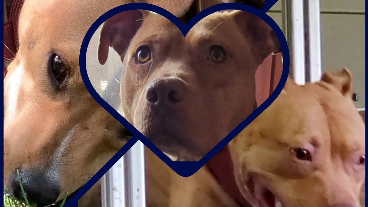 ADBA register dog show - YouTube