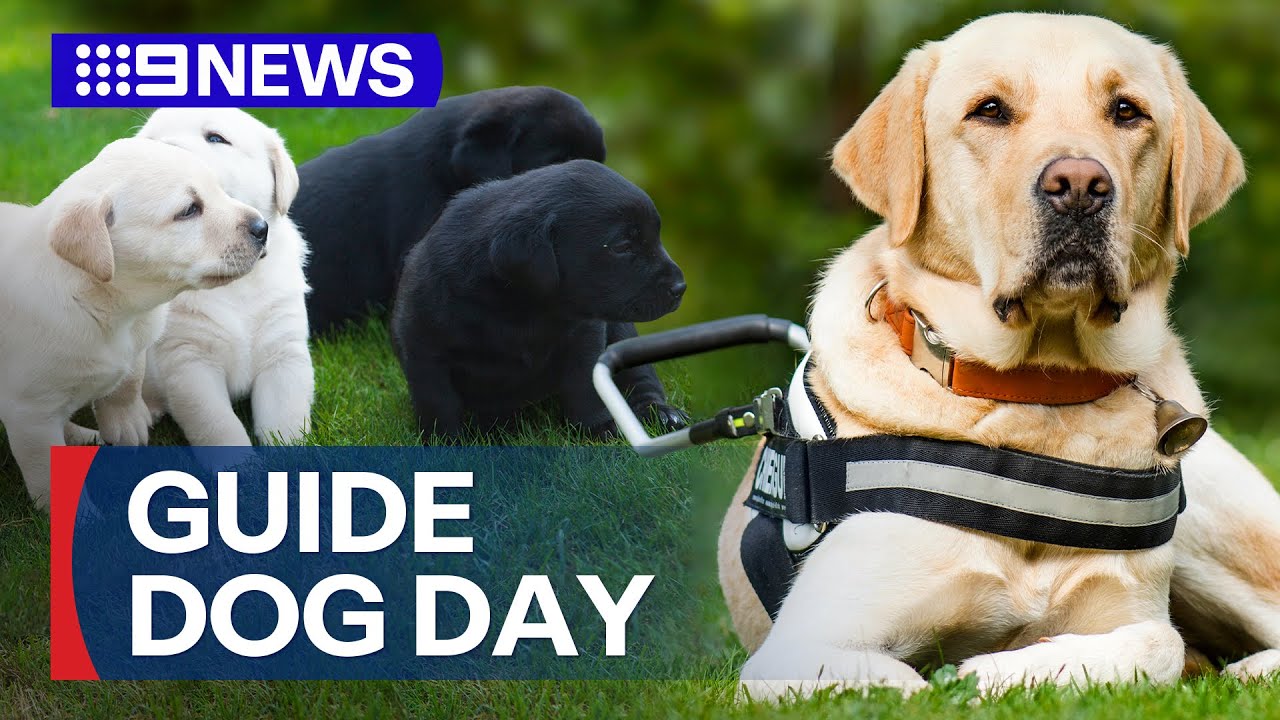 Pop-up cafe celebrates International Guide Dog Day | 9 News Australia ...