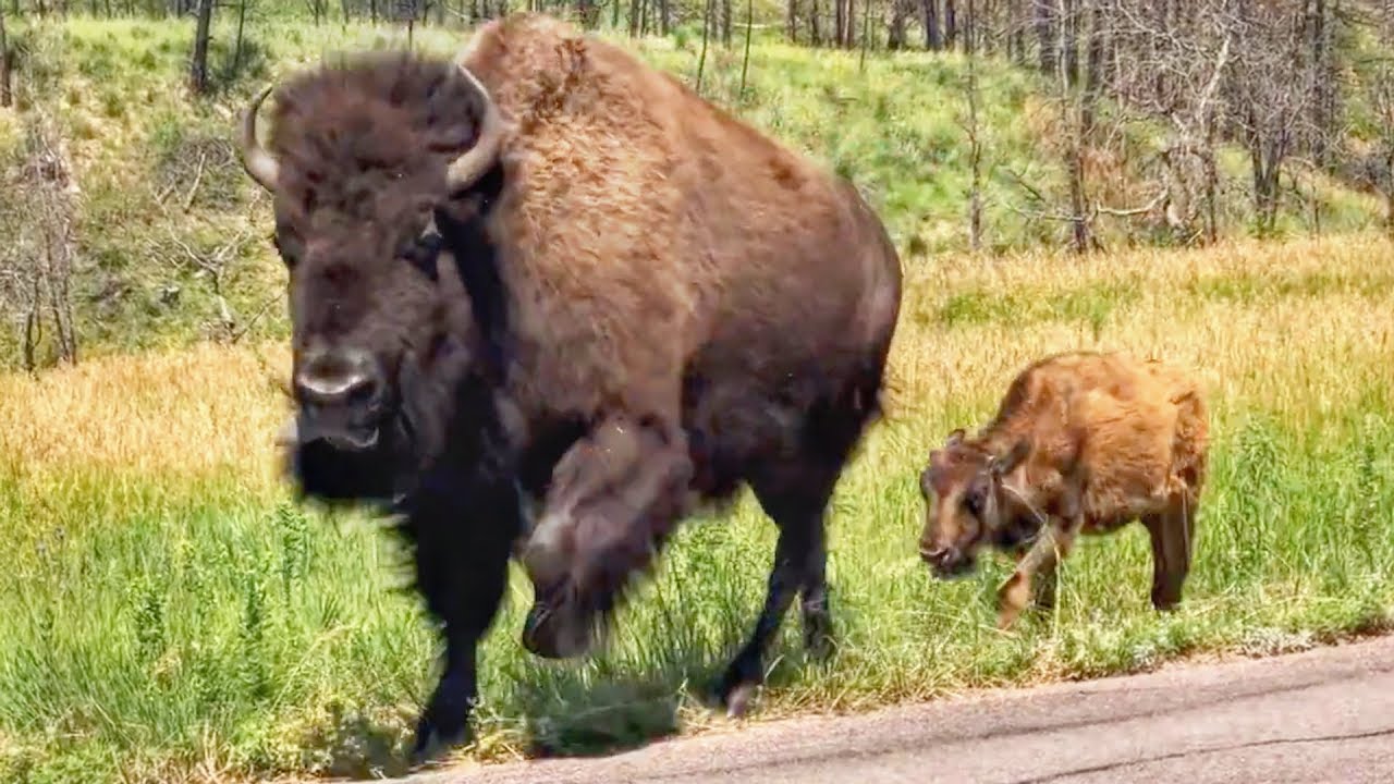 ANIMALS VS BIKERS 2019 - THE FUNNY, CRAZY & SCARY - YouTube