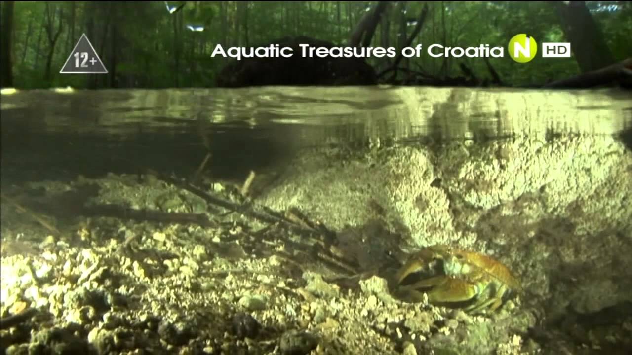 Viasat Nature HD - Continuity 28.04.2014 - YouTube