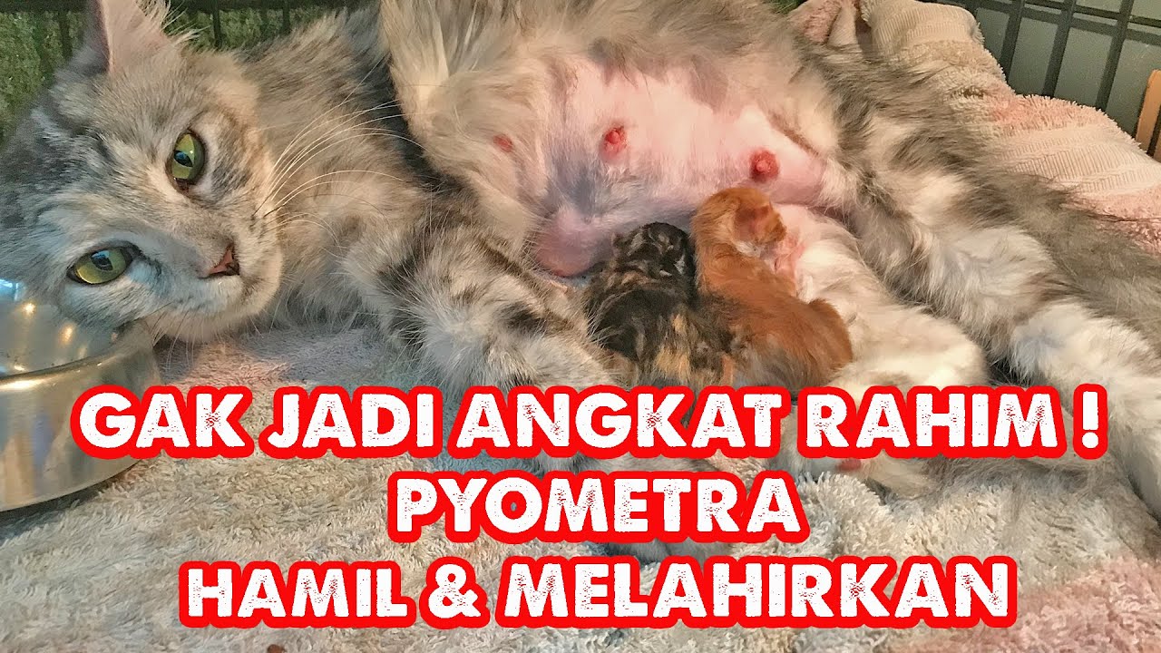 PYOMETRA ! GAK PERLU ANGKAT RAHIM - SEMBUH !!! - YouTube