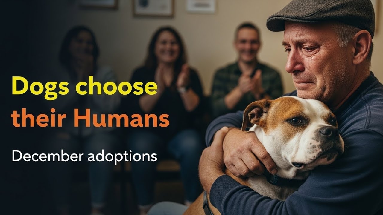 When Dogs Choose Their Humans — Adoption Moments - YouTube