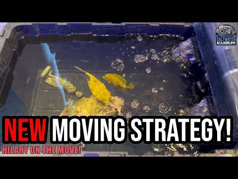 Moving Fish and Coral: What I’m Doing Differently This Time! | Hilary On The Move!