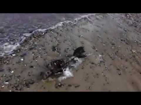 Mystery over rotting body of 'dead mermaid' after gruesome remains wash ...