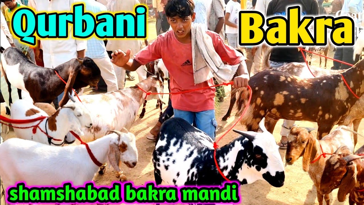 Qurbani Bakra shamshabad bakra mandi new video May 21 2025 | goat life ...
