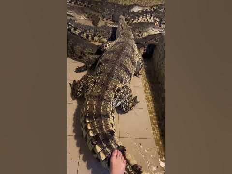 Кроки больше понимают - YouTube
