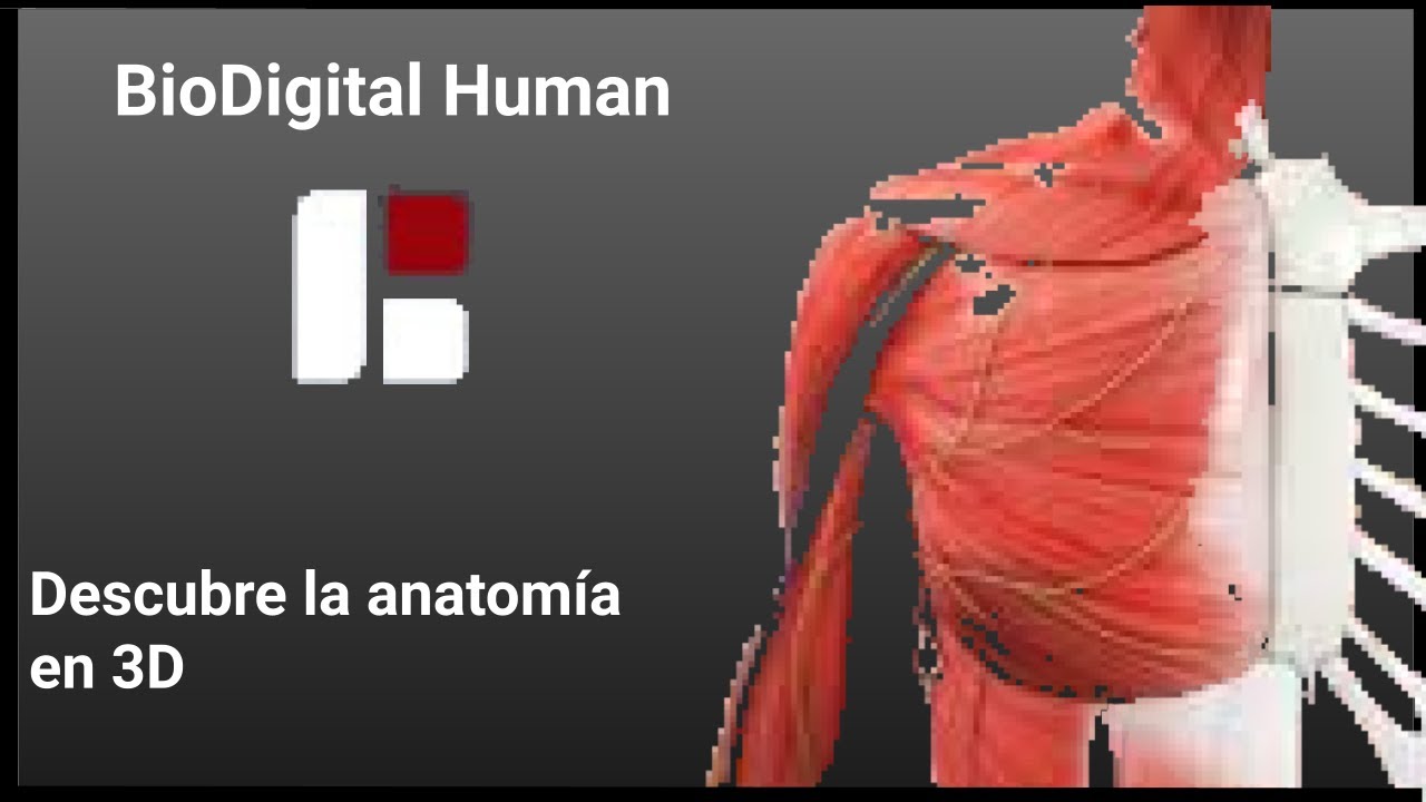 Biodigital Human tutorial 💯 en español: Anatomía en 3D en Google Meet ...
