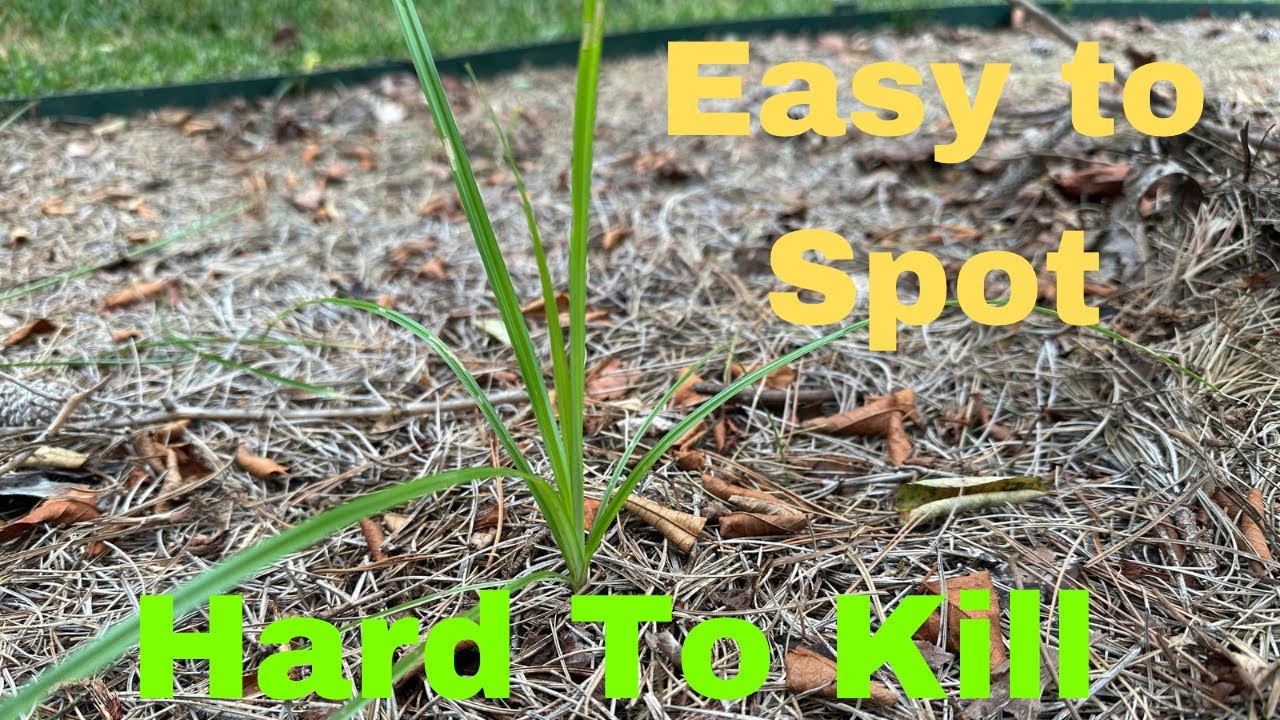 How to Identify & Control Yellow Nutsedge | Simple Lawn Care Tips for ...