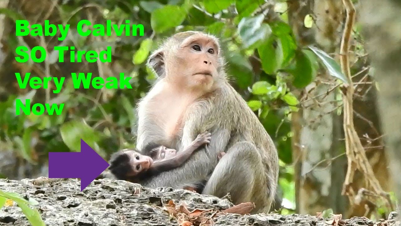 Monkey Casi Love Her Both Baby Calvin & Celine Right Now - YouTube