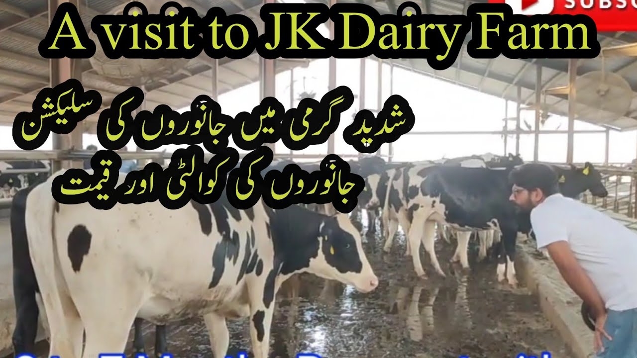 JK dairy farm Raheem yar khan II Animals selection at JK dairy farm II ...