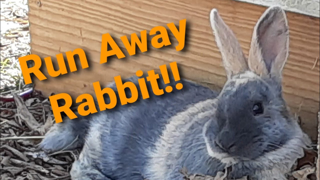 My Rabbit Escaped. Will It Come Back?? | How To Catch A Rabbit - YouTube