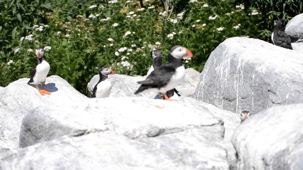 The Call of the Puffins - YouTube