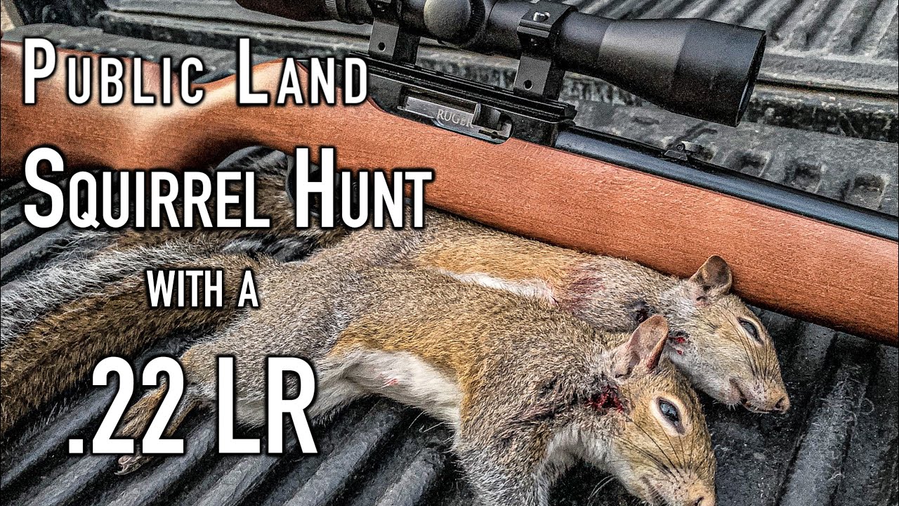 Squirrel Hunting with a .22 | Public Land Small Game Hunt | 2021-22 ...