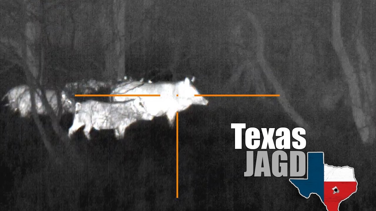 Thermal Hog Hunt in Texas (ATN ThOR HD 640; 300 BLK) - YouTube