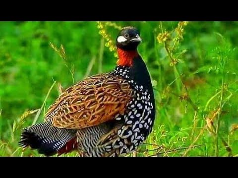 Teetar ki Awaz - Black francolin Bird - YouTube