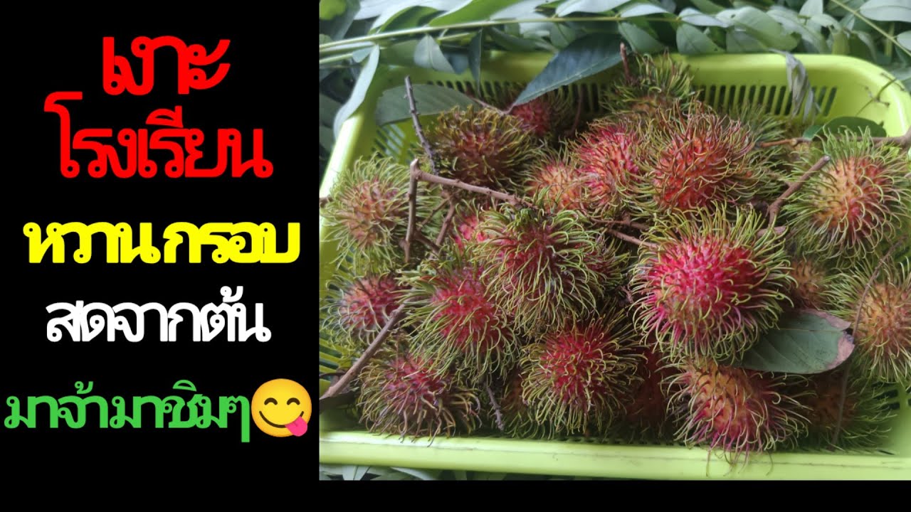 เงาะริมรั้วที่กรอบอร่อย ต้องไม่ขาดน้ำ #เงาะ #fc #ผักสวนครัว #สวนผสมผสาน ...