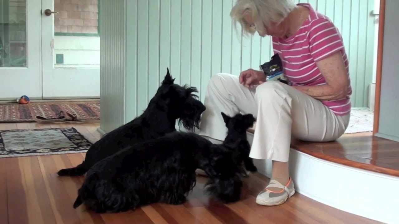 Mattie's Puppies - Week #10 - YouTube