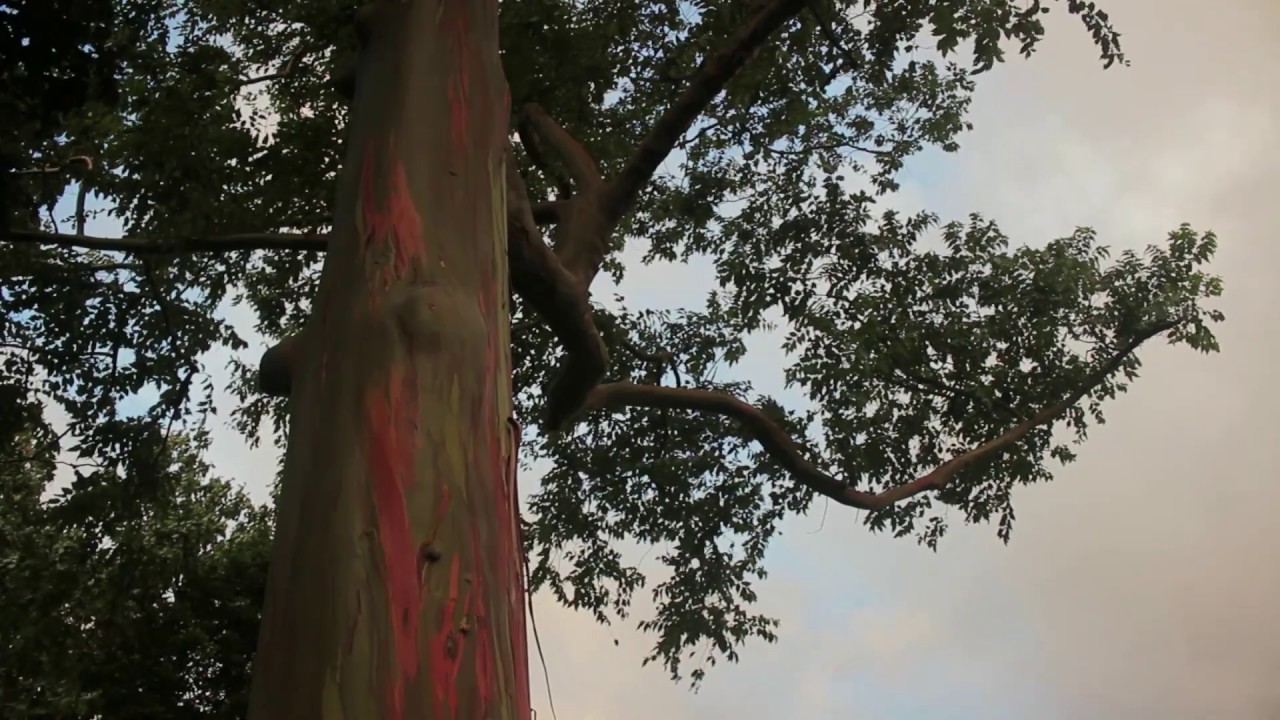 Yes, this really is a tree that exists |Rainbow Tree - YouTube
