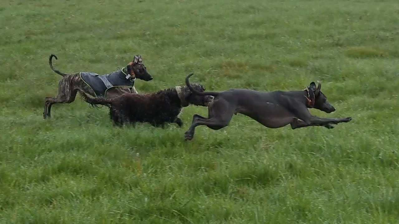 Our whippets &cockerpoos on a Fun soaking wet dog walk with a ball 🥎 ...