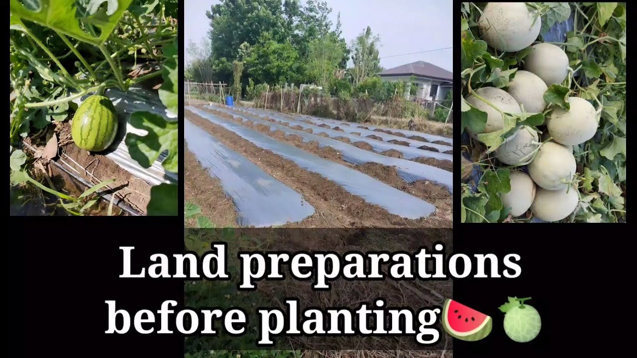 Pakwan Farming and Sweet Melon | Farm Boy - YouTube